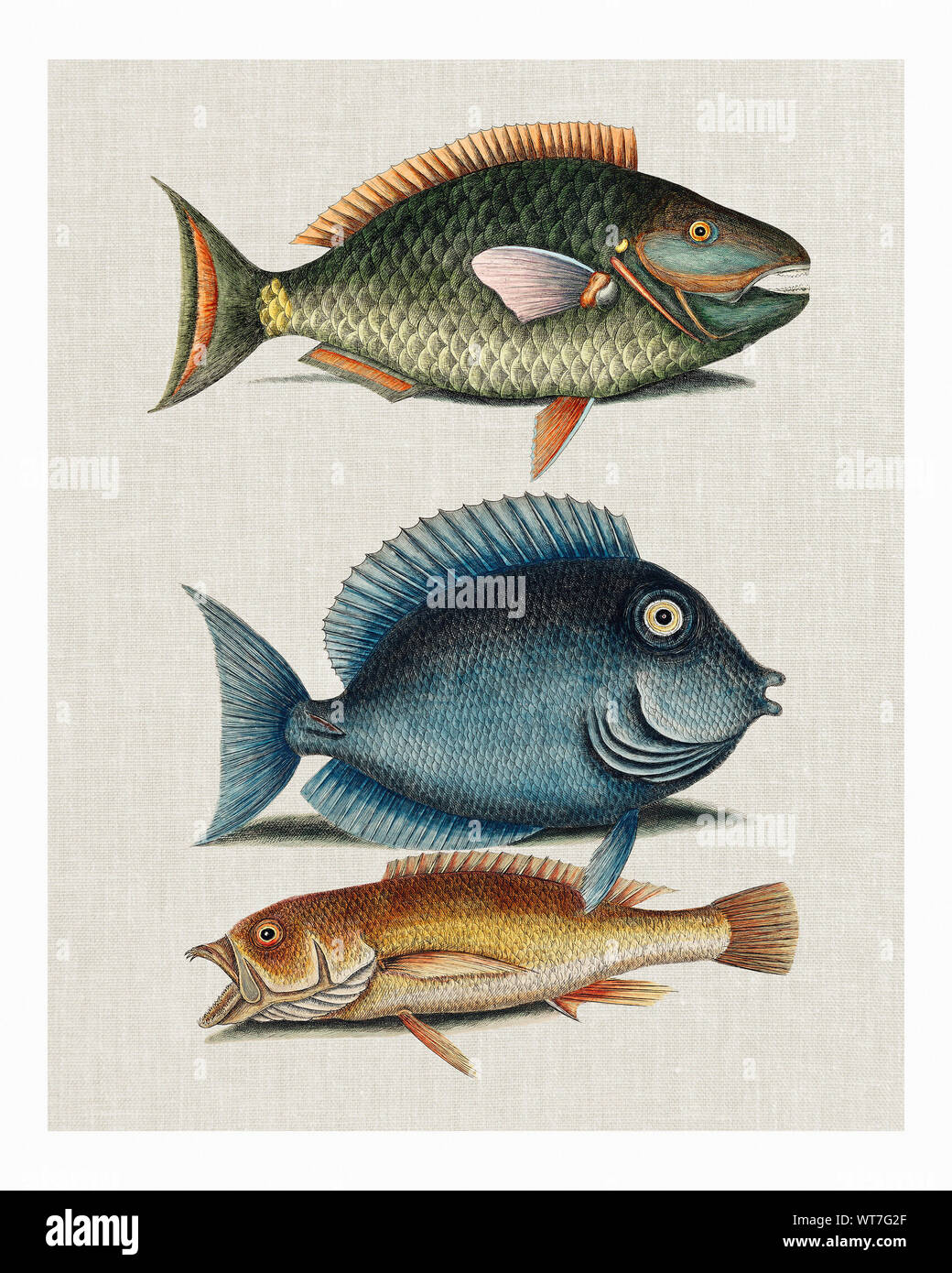 Rhomboidalis High Resolution Stock Photography and Images - Alamy