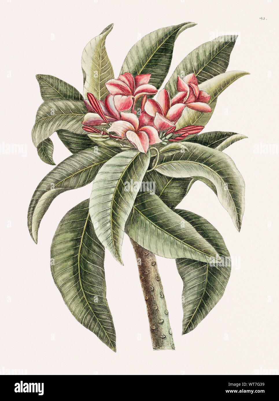 Plumeria - from the Natural History of Carolina Florida and the Bahama ...