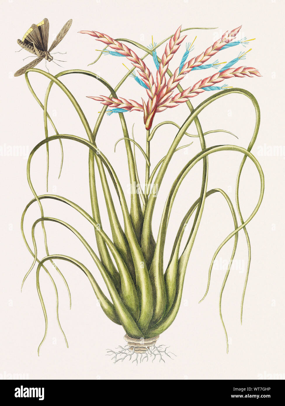 Locusta caroliniana hi-res stock photography and images - Alamy