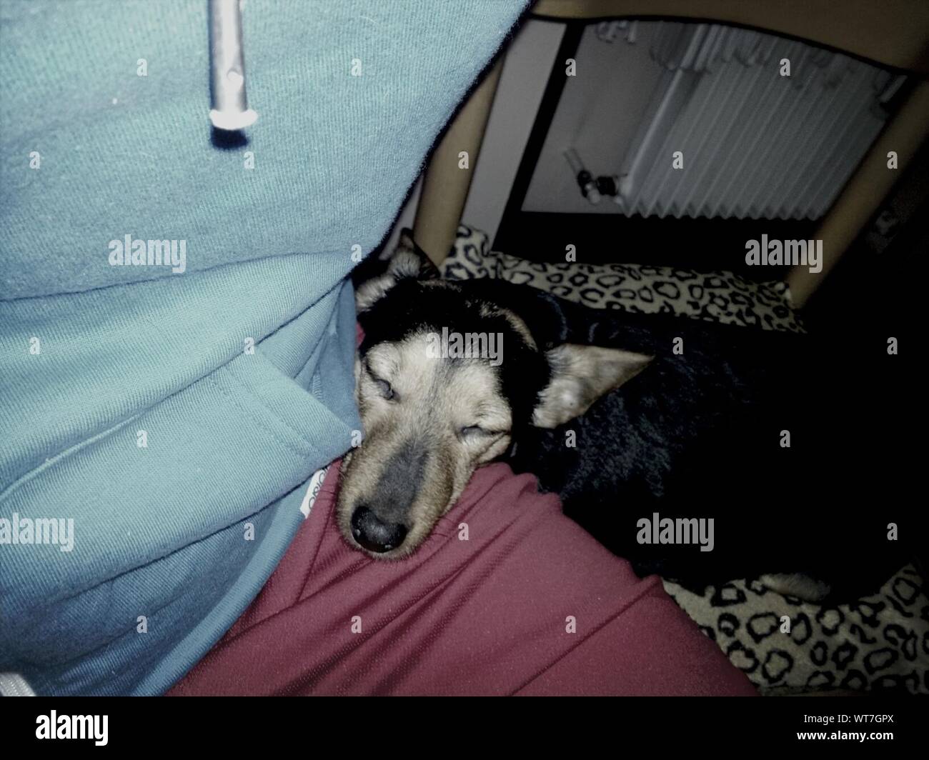 Lap dog man hi-res stock photography and images - Alamy
