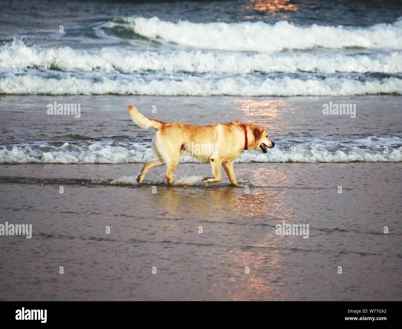 Labrador running beach hi-res stock photography and images - Alamy