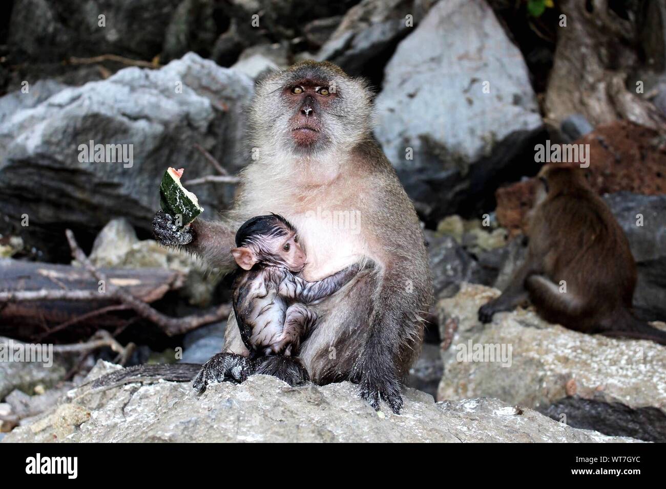 Family of monkeys on rock hi-res stock photography and images - Alamy