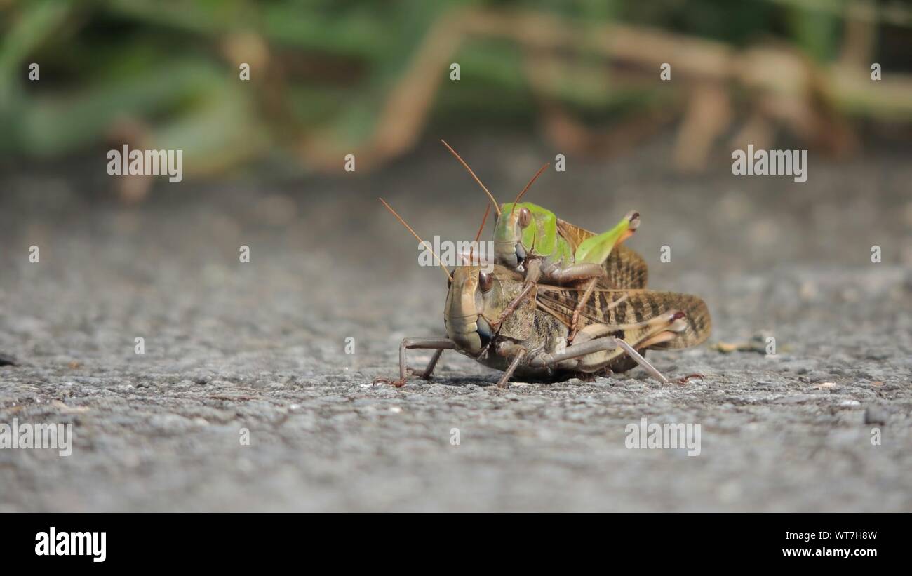 Insects On Ground High Resolution Stock Photography and Images - Alamy