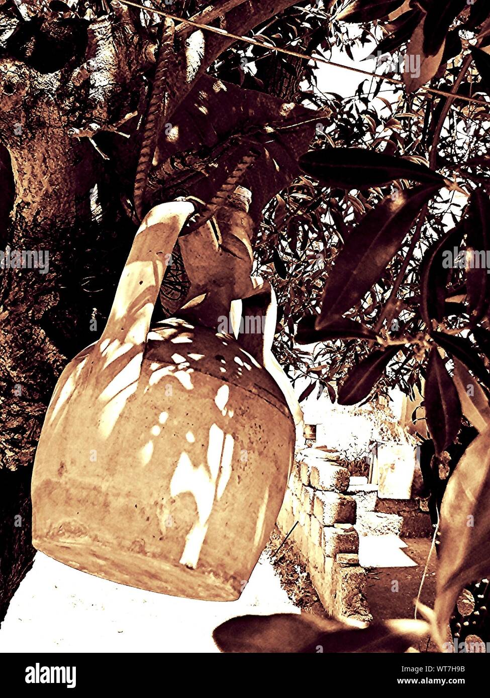 From tree to pot hi-res stock photography and images - Alamy