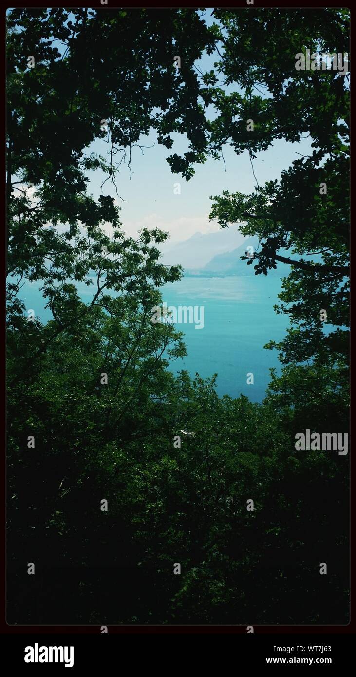 View of lake through foliage hi-res stock photography and images - Alamy
