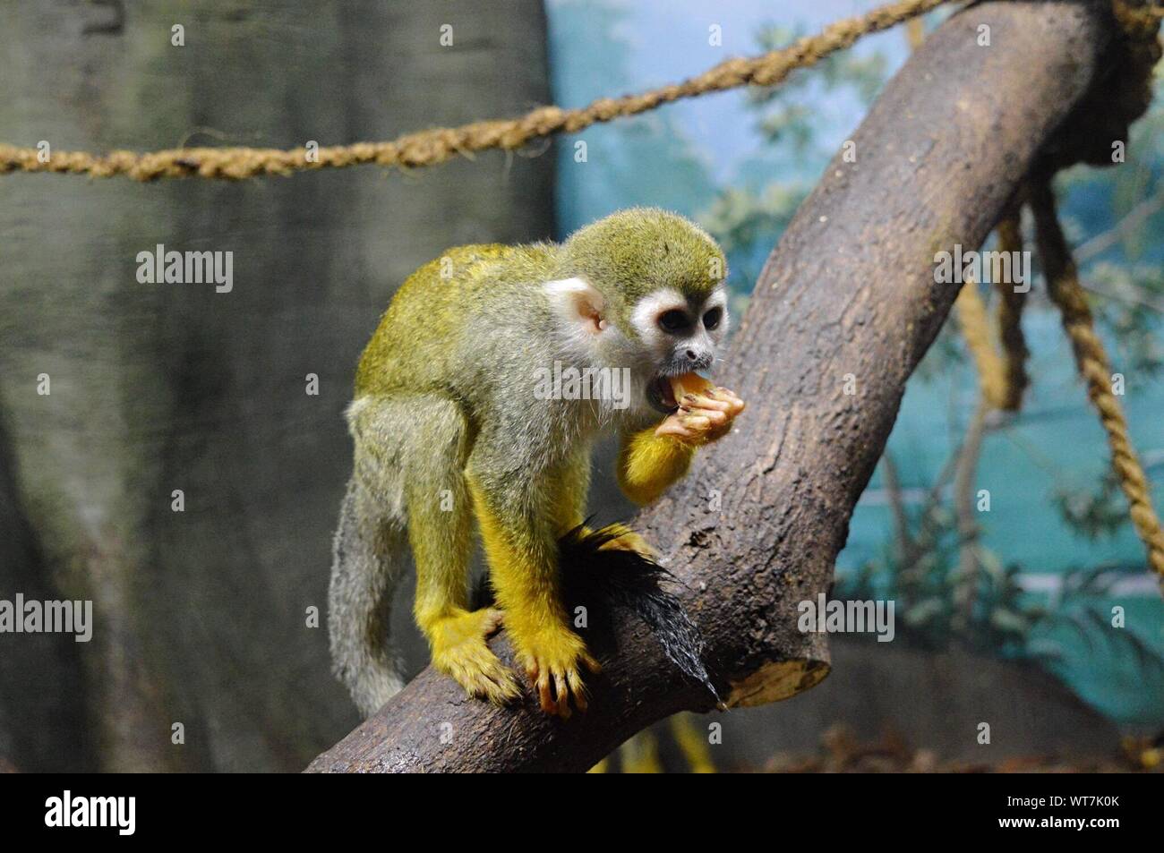 Spider Monkey Eating High Resolution Stock Photography and Images - Alamy