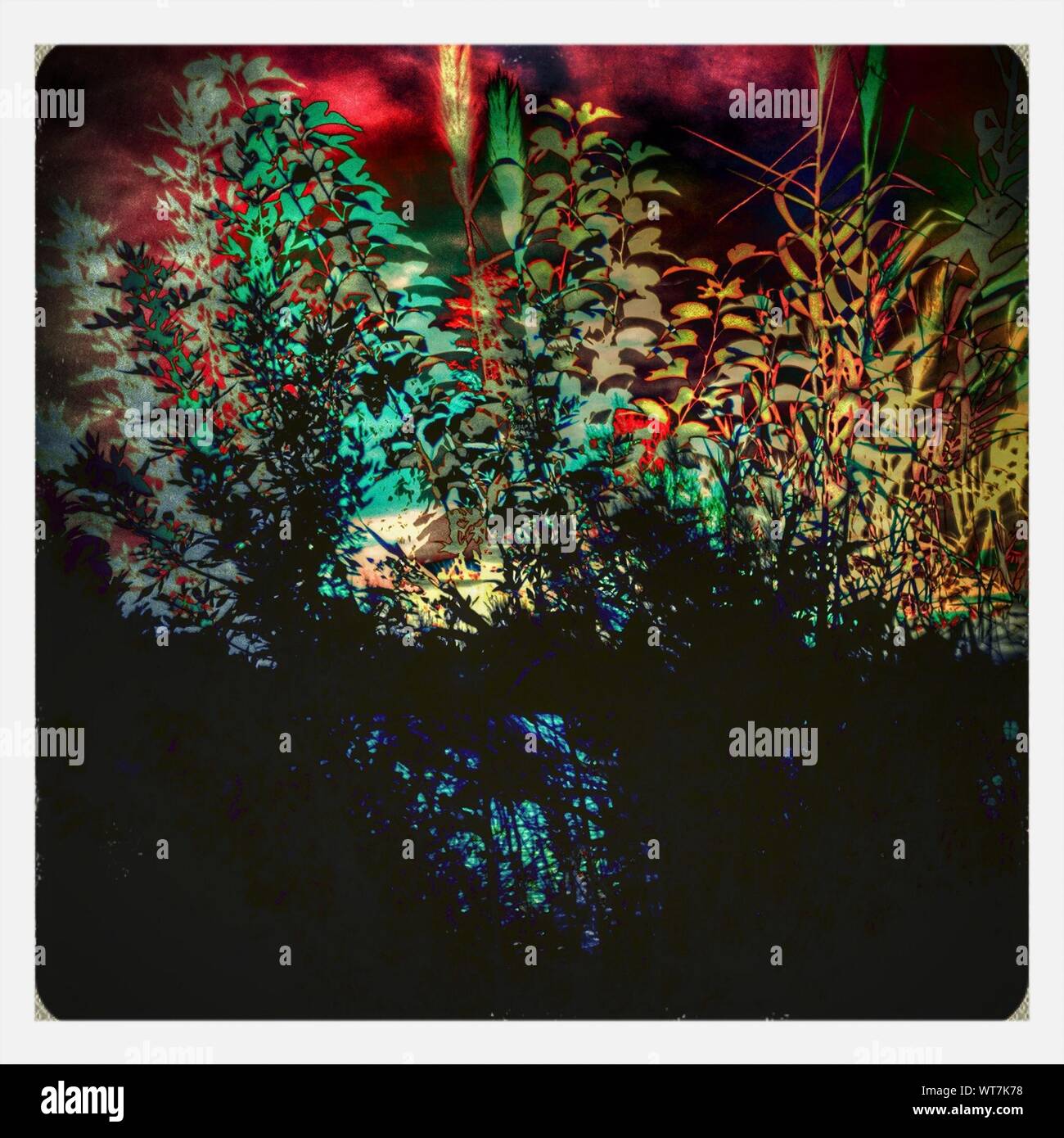 Night Garden Shrub Lighting High Resolution Stock Photography and ...