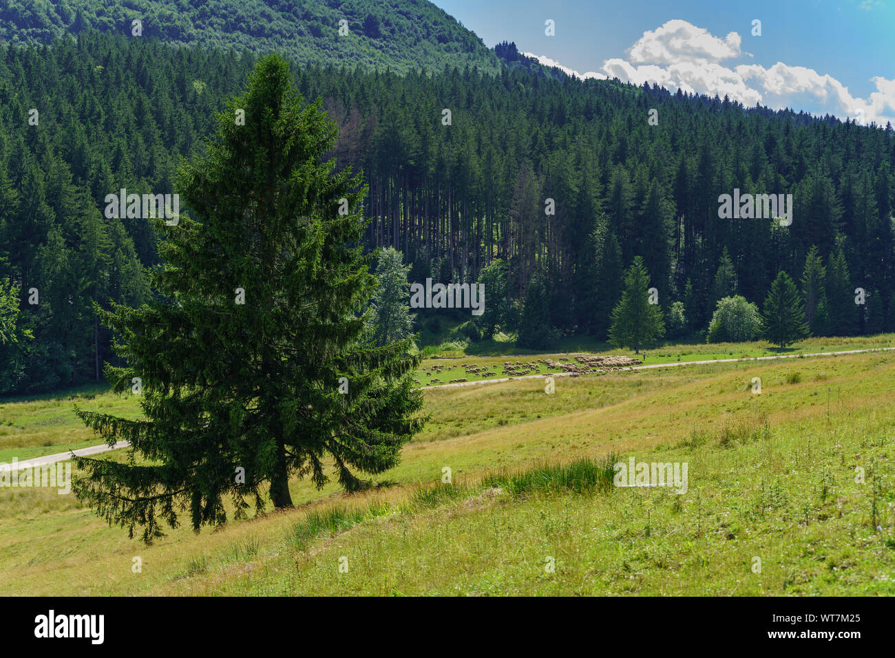 Mountain landscapes of Romania Stock Photo - Alamy