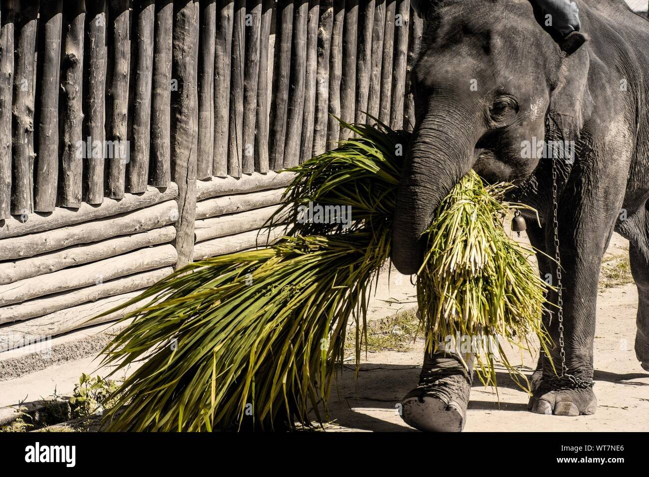 Elephant trunk carrying elephant hi-res stock photography and images ...