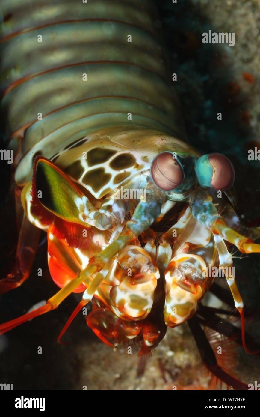 Shrimp sea hi-res stock photography and images - Alamy