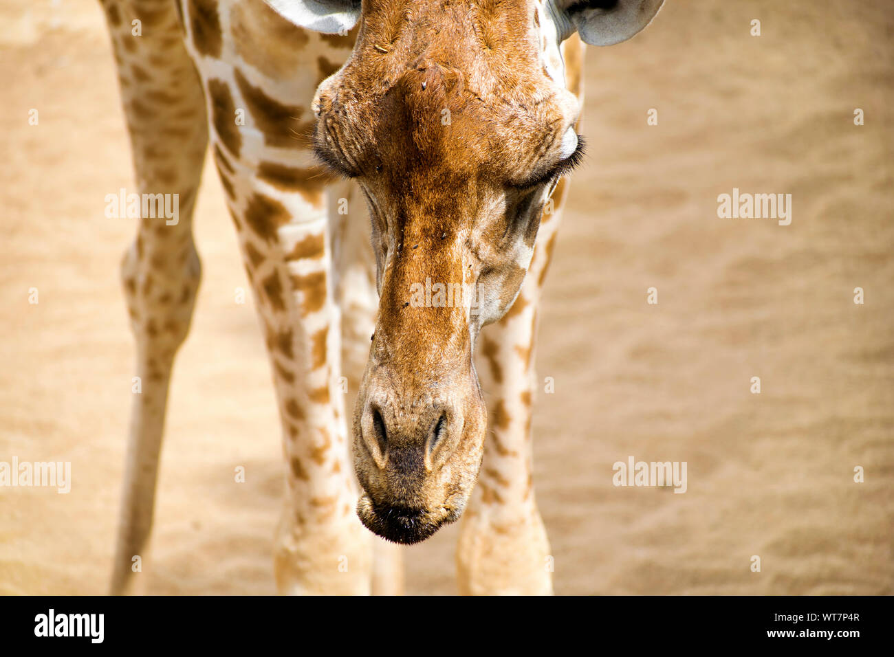 Close up portrait of giraffe. Giraffes are African even-toed ungulate ...