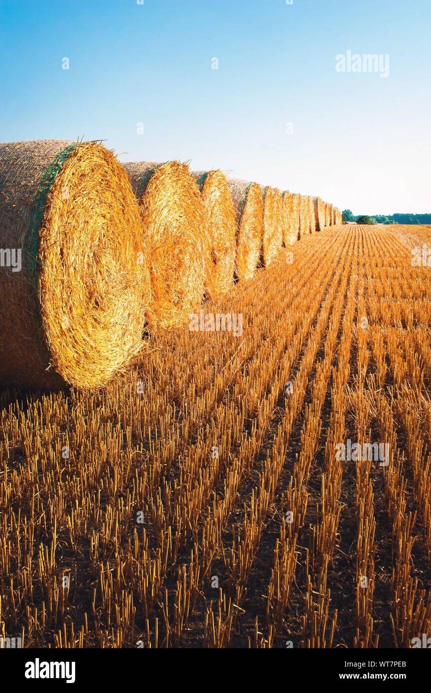 Row Of Hay High Resolution Stock Photography and Images - Alamy