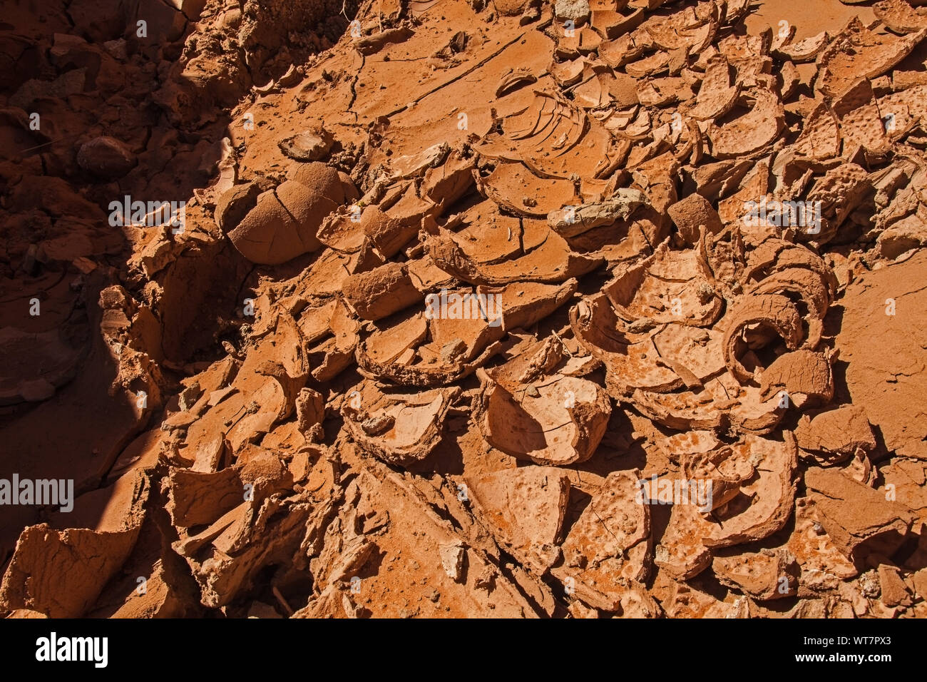 Curled dried mud hi-res stock photography and images - Alamy
