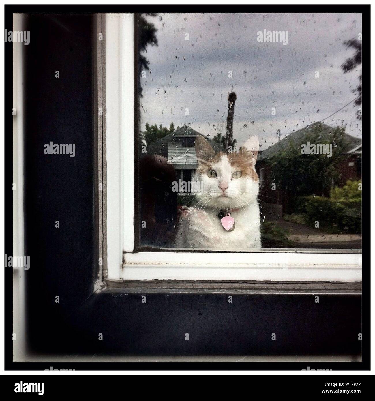 Cat looking out window Cut Out Stock Images & Pictures - Alamy