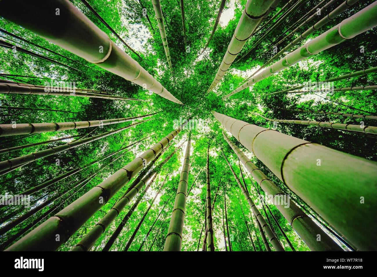 Trees Growing In The Dark Stock Photo - Alamy