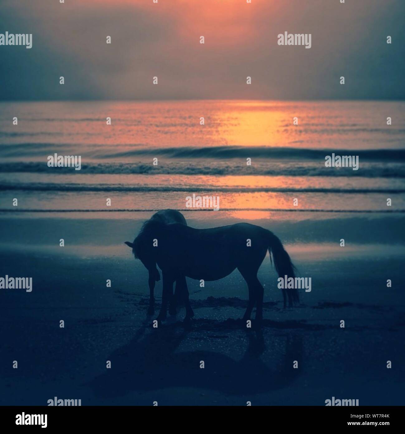Horse ocean view hi-res stock photography and images - Alamy