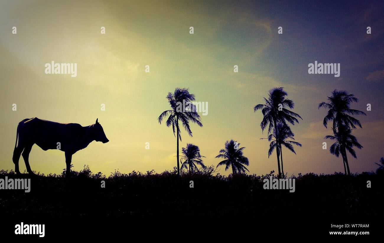 Silhouette cow hi-res stock photography and images - Alamy