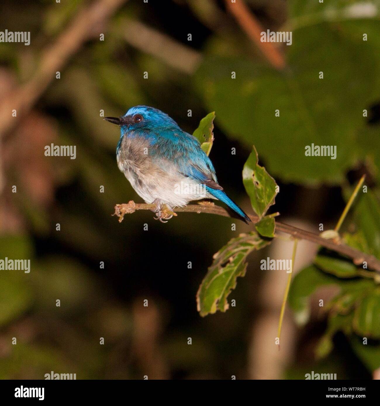 Blue bird in the forest hi-res stock photography and images - Alamy