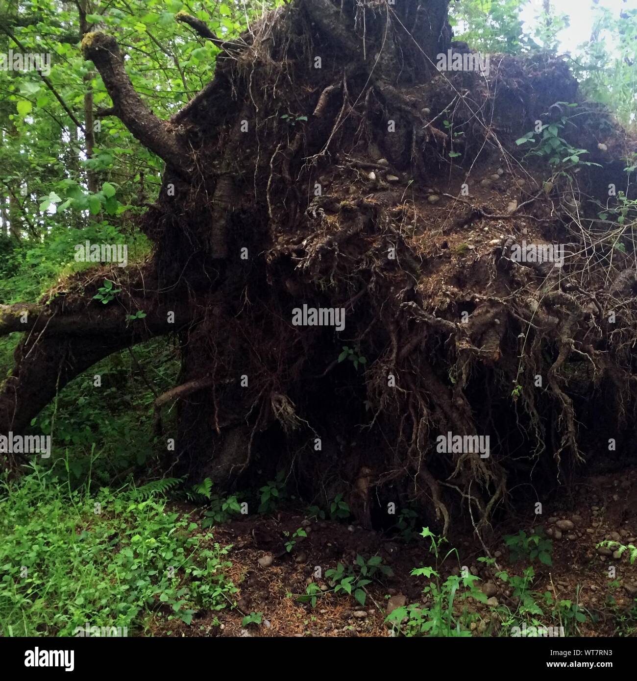 Fallen tree roots hi-res stock photography and images - Alamy