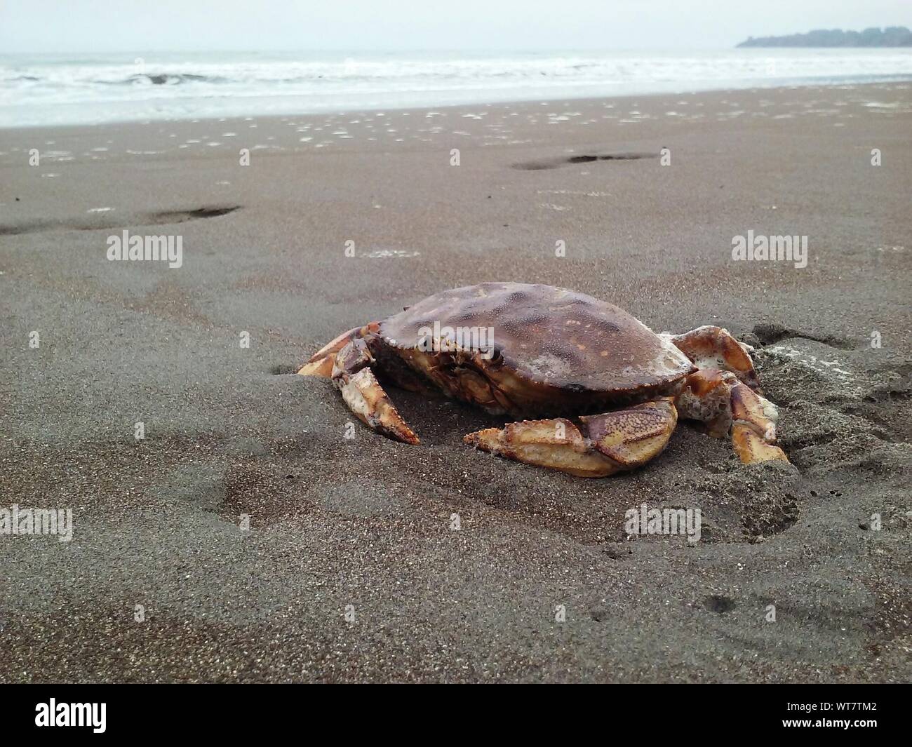 Moving crab hi-res stock photography and images - Alamy