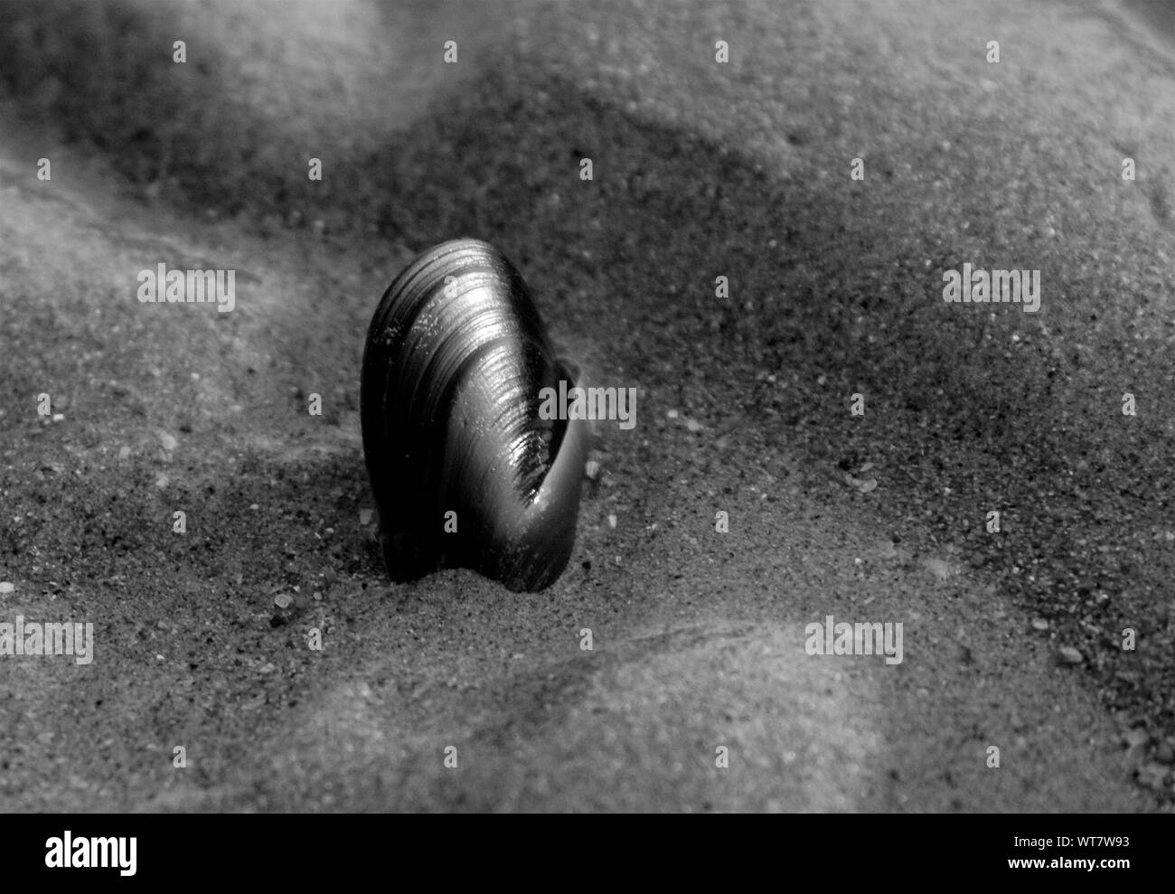Clam shell beach hi-res stock photography and images - Alamy