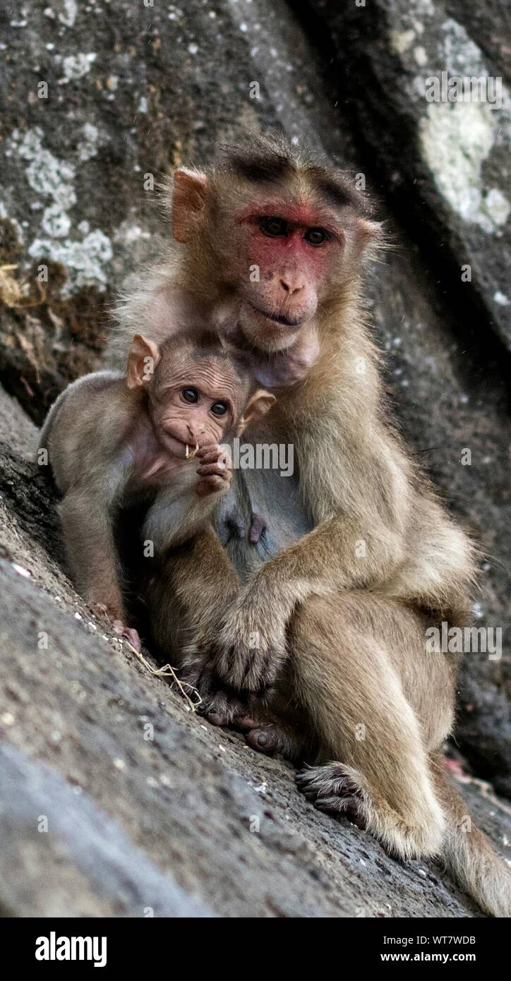 Family of monkeys on rock hi-res stock photography and images - Alamy