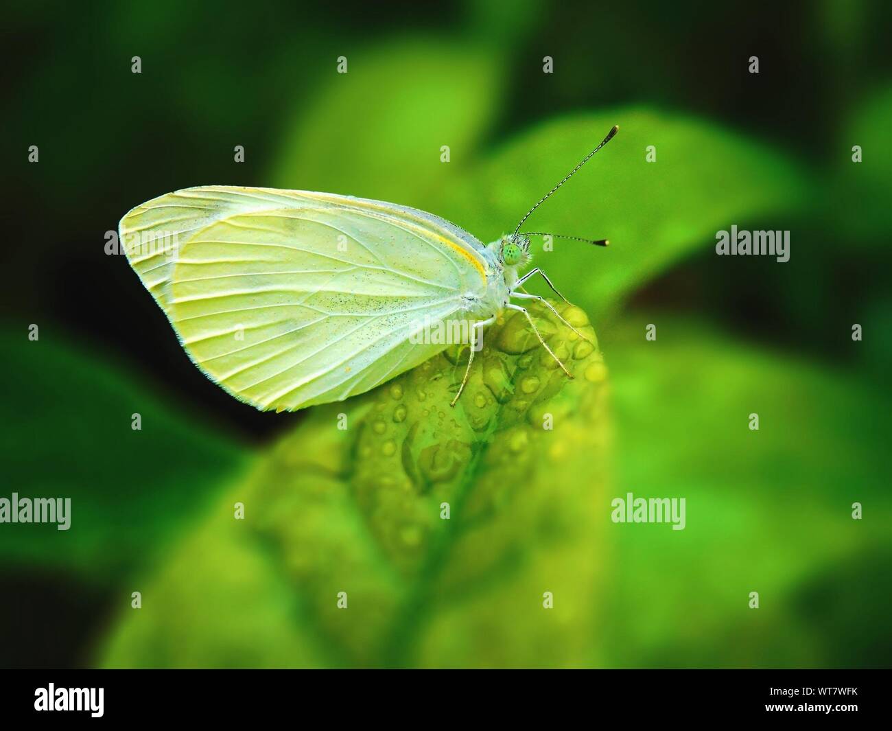 Monsoon butterfly hi-res stock photography and images - Alamy