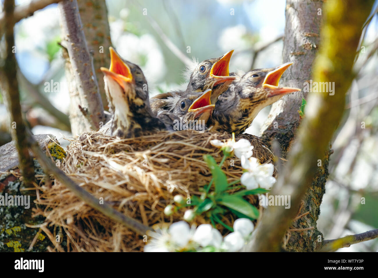 Nestling High Resolution Stock Photography and Images - Alamy