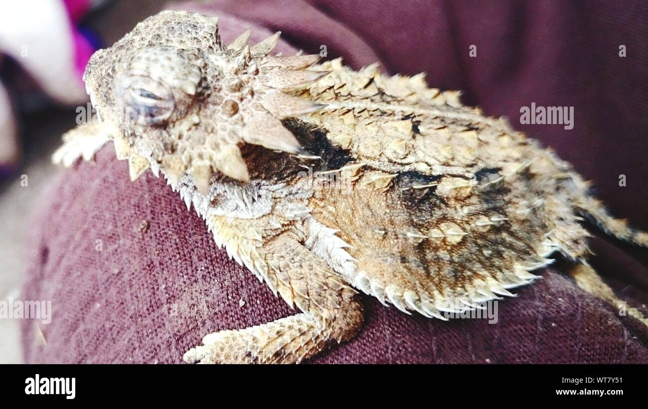 Lap body area hi-res stock photography and images - Alamy