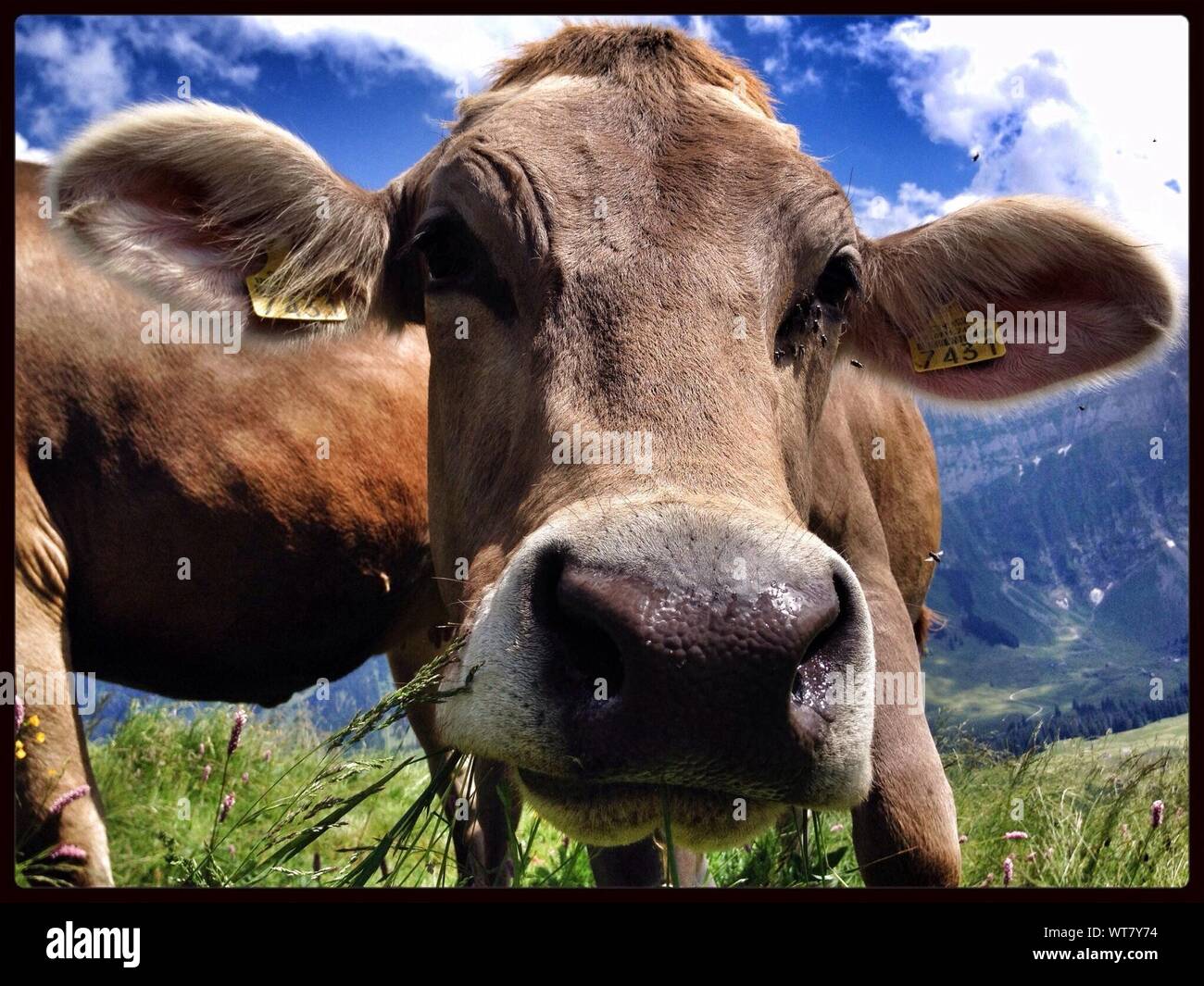 Towards nose hi-res stock photography and images - Alamy