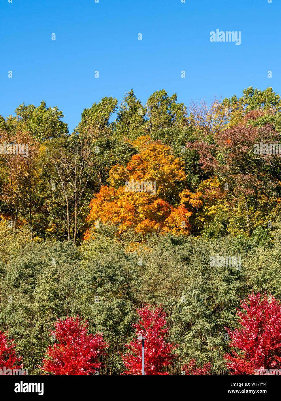 fall foliage against blue sky Stock Photo - Alamy