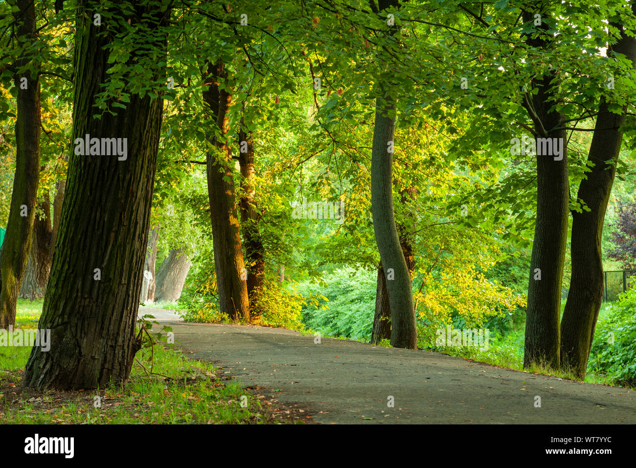 Summer morning in Lazienki Park, Warsaw, Poland Stock Photo - Alamy