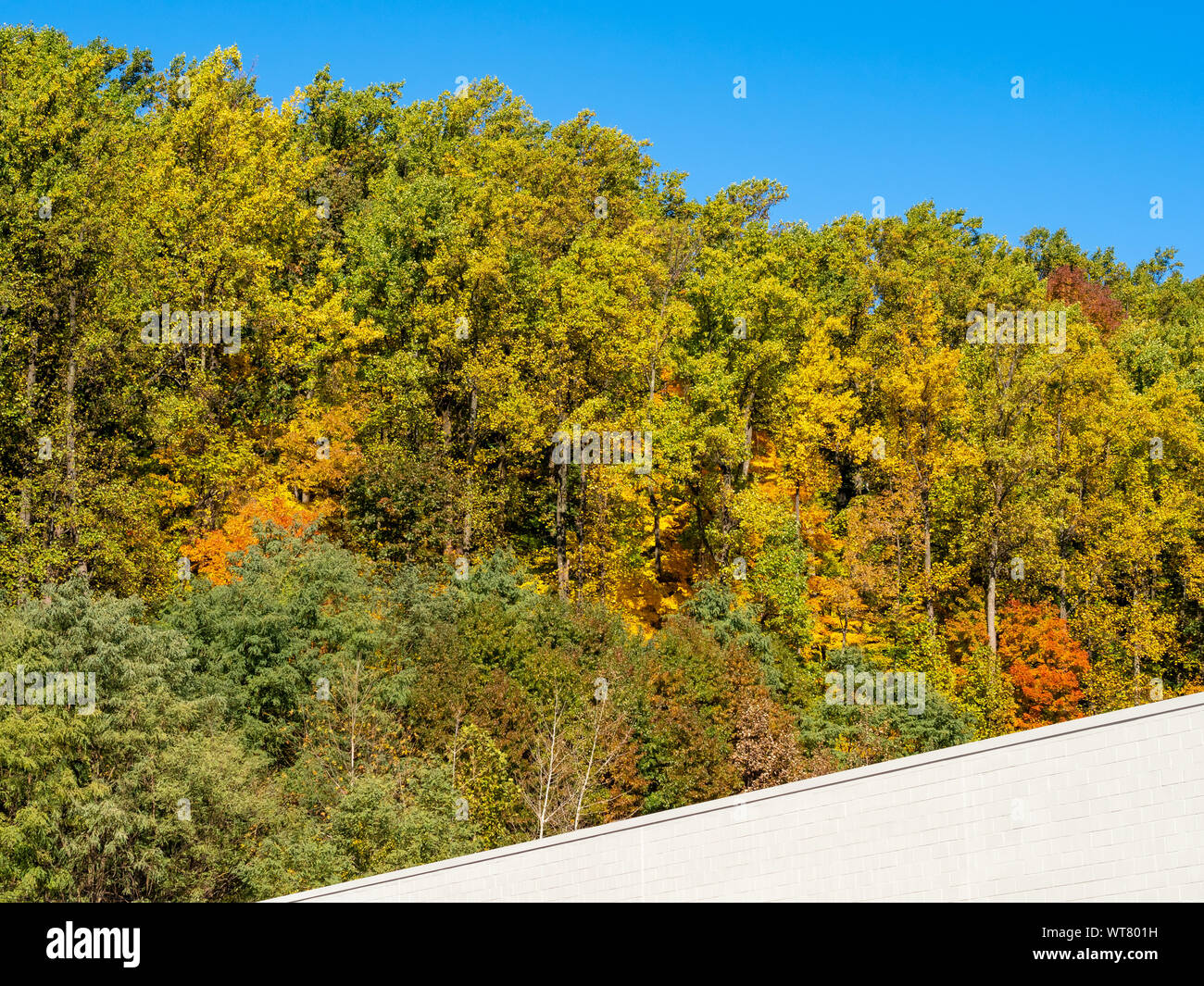 fall foliage against blue sky Stock Photo - Alamy