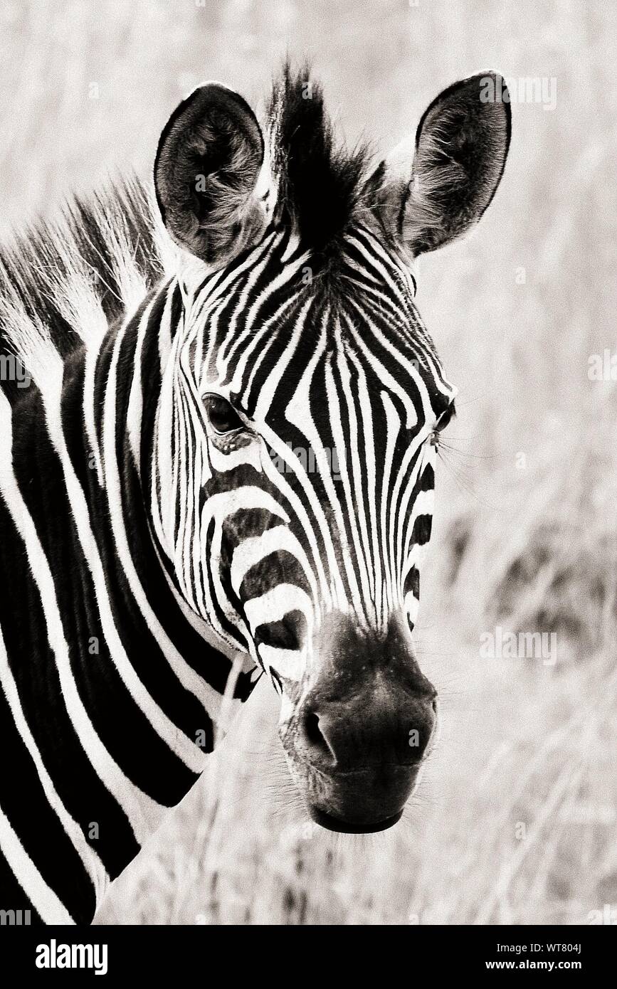 Portrait of zebra hi-res stock photography and images - Alamy