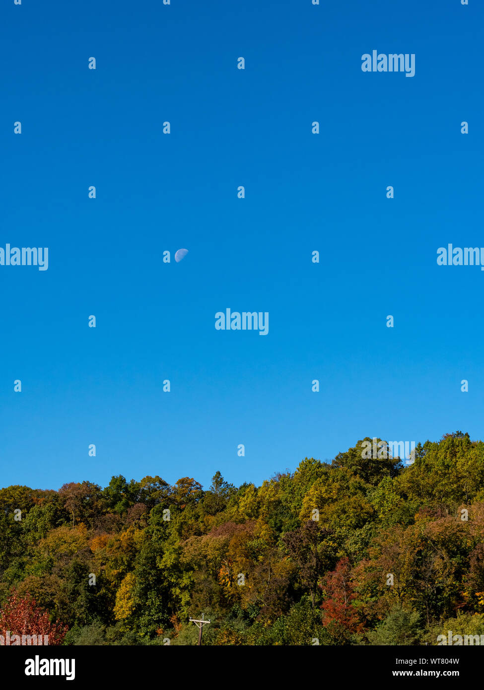 fall foliage against blue sky with half moon Stock Photo - Alamy