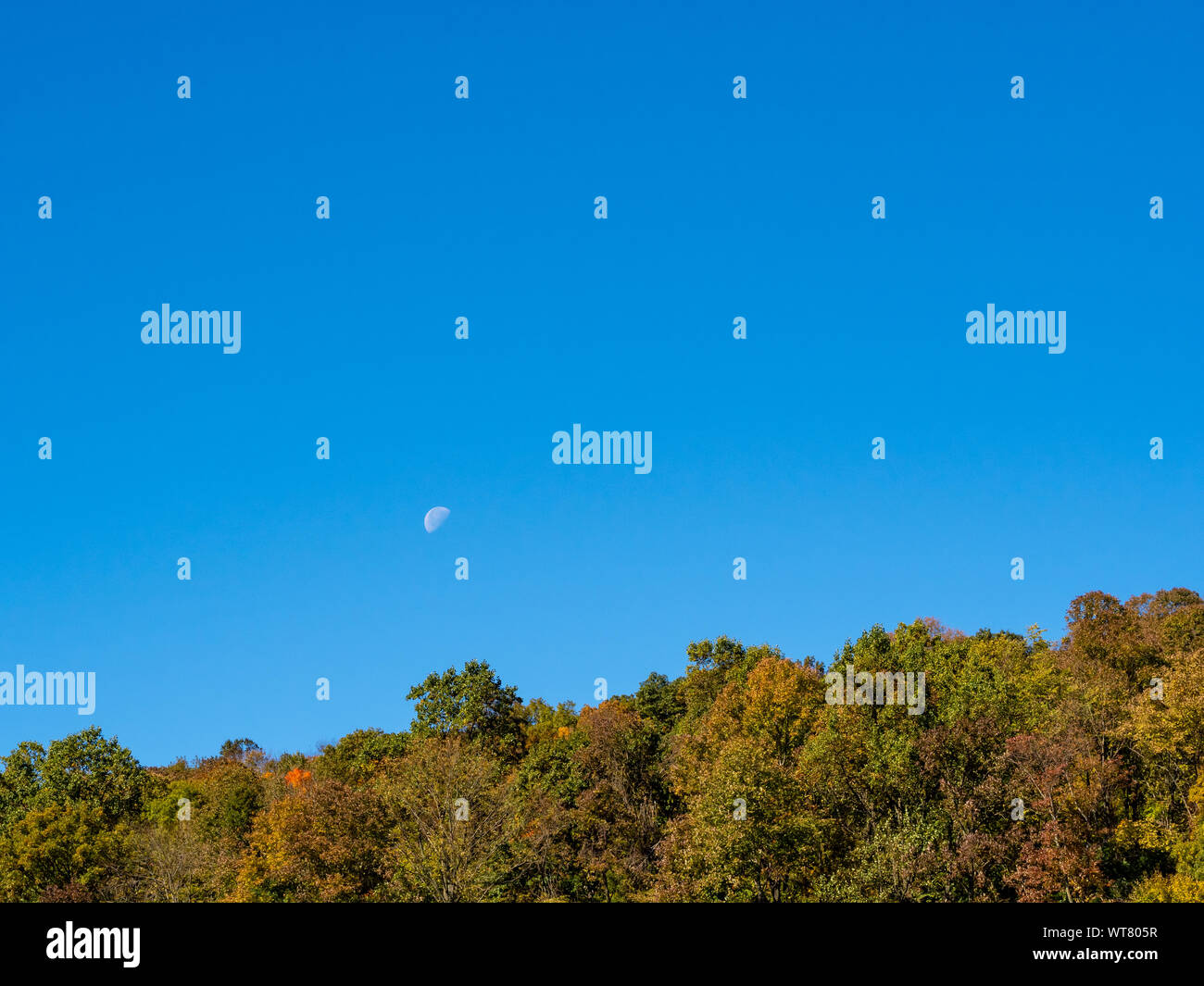 fall foliage against blue sky with half moon Stock Photo - Alamy