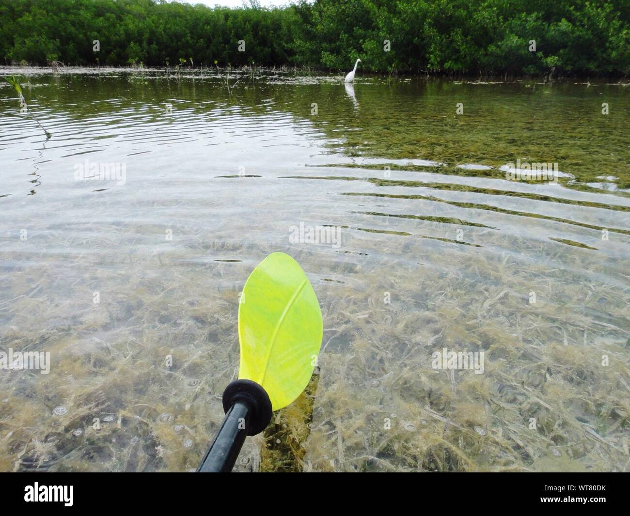 One oar in the water hi-res stock photography and images - Alamy