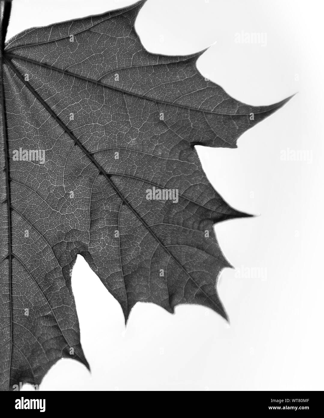 Mapleleaf hi-res stock photography and images - Alamy