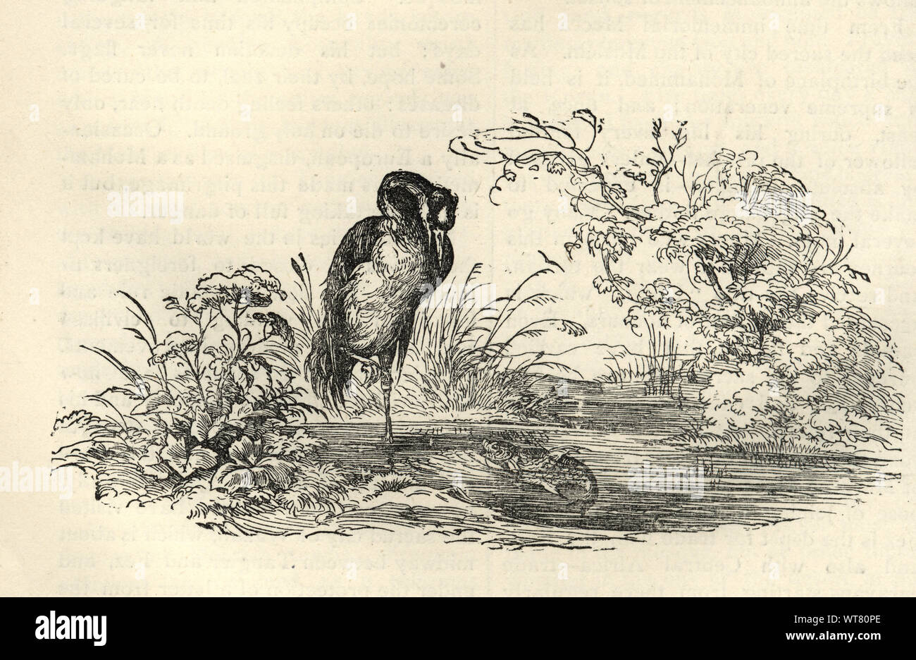 Vintage engraving of a Crane hunting a fish, 19th Century Stock Photo ...