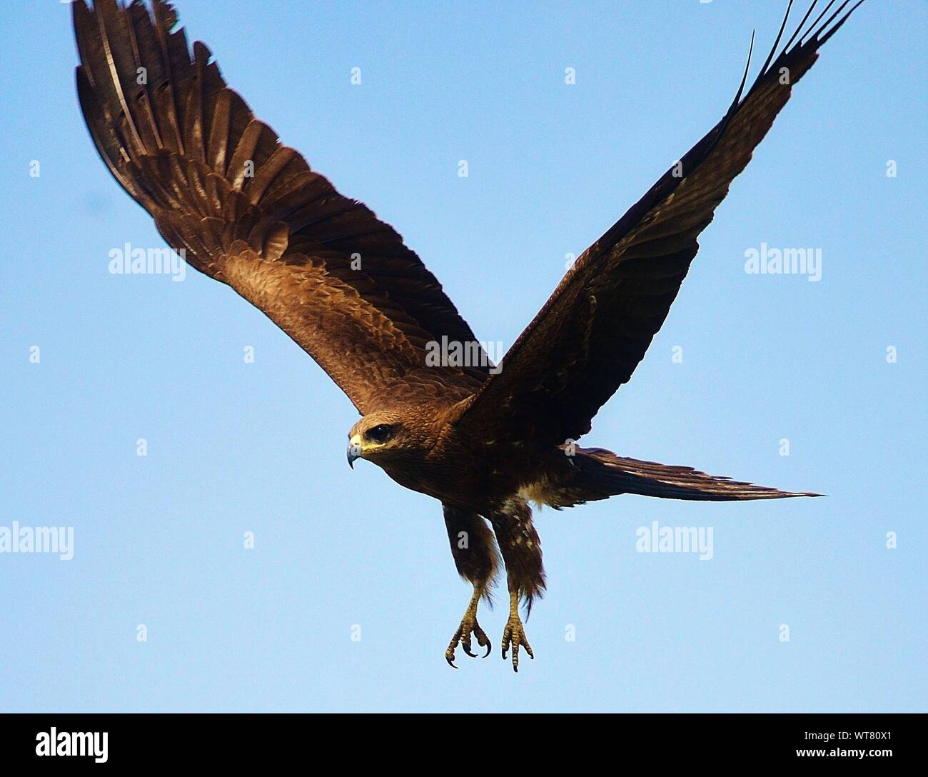 Golden Eagle In Flight