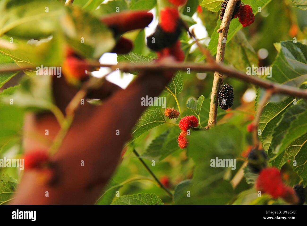 Plucking fruit hi-res stock photography and images - Alamy