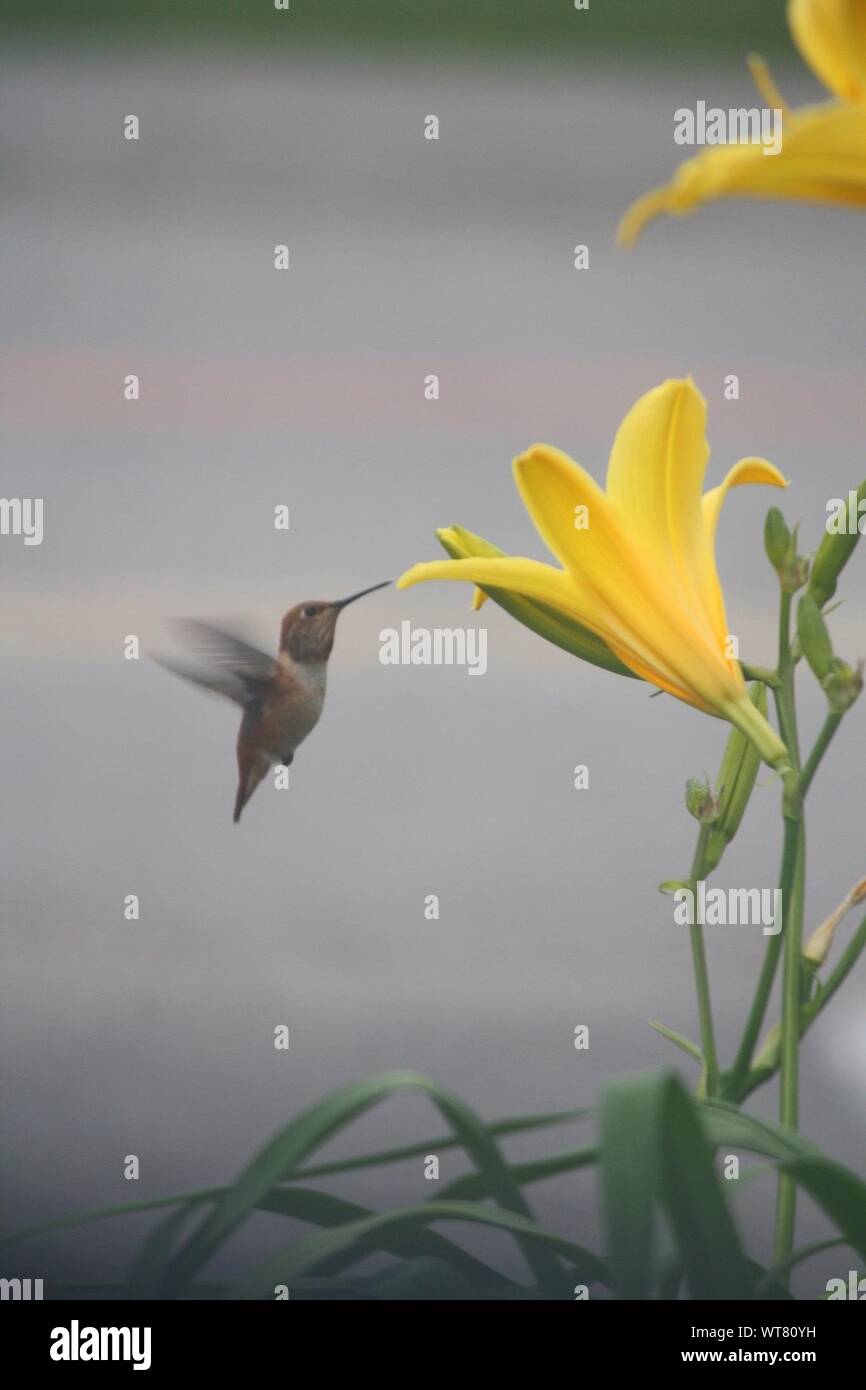 Yellow Hummingbird High Resolution Stock Photography and Images - Alamy