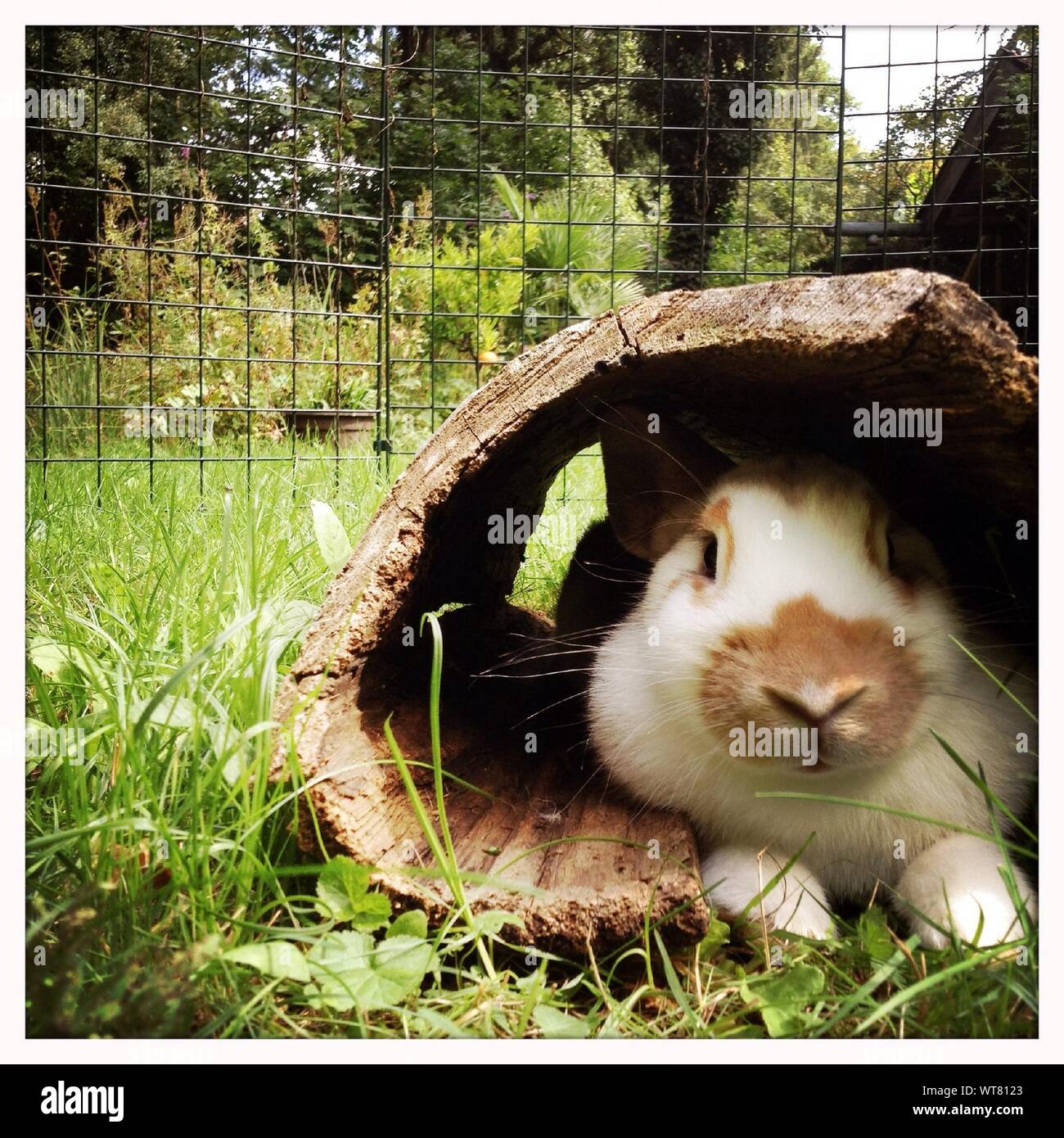Rabbit on the grass Cut Out Stock Images & Pictures - Alamy