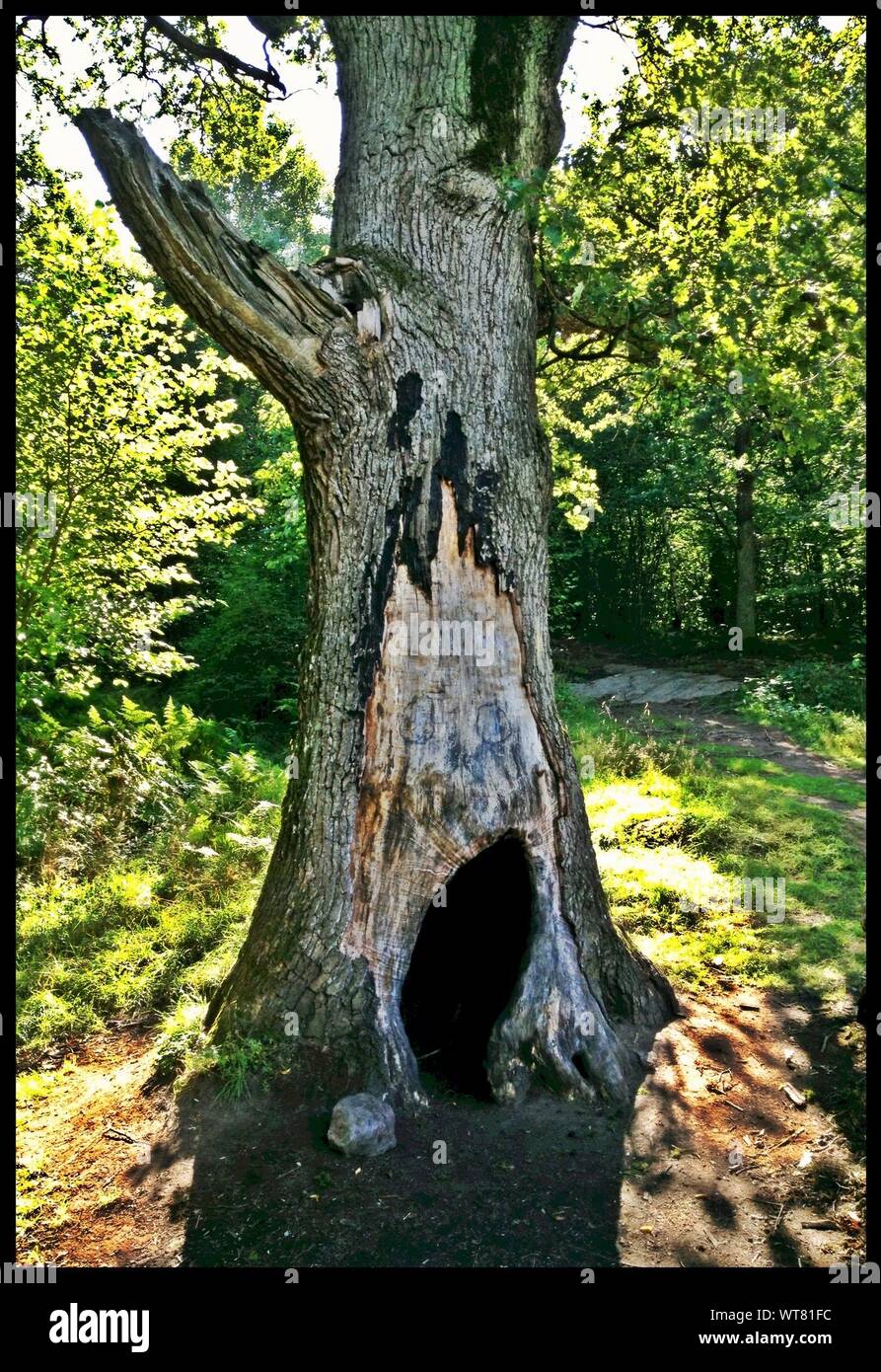 Human tree park hi-res stock photography and images - Alamy