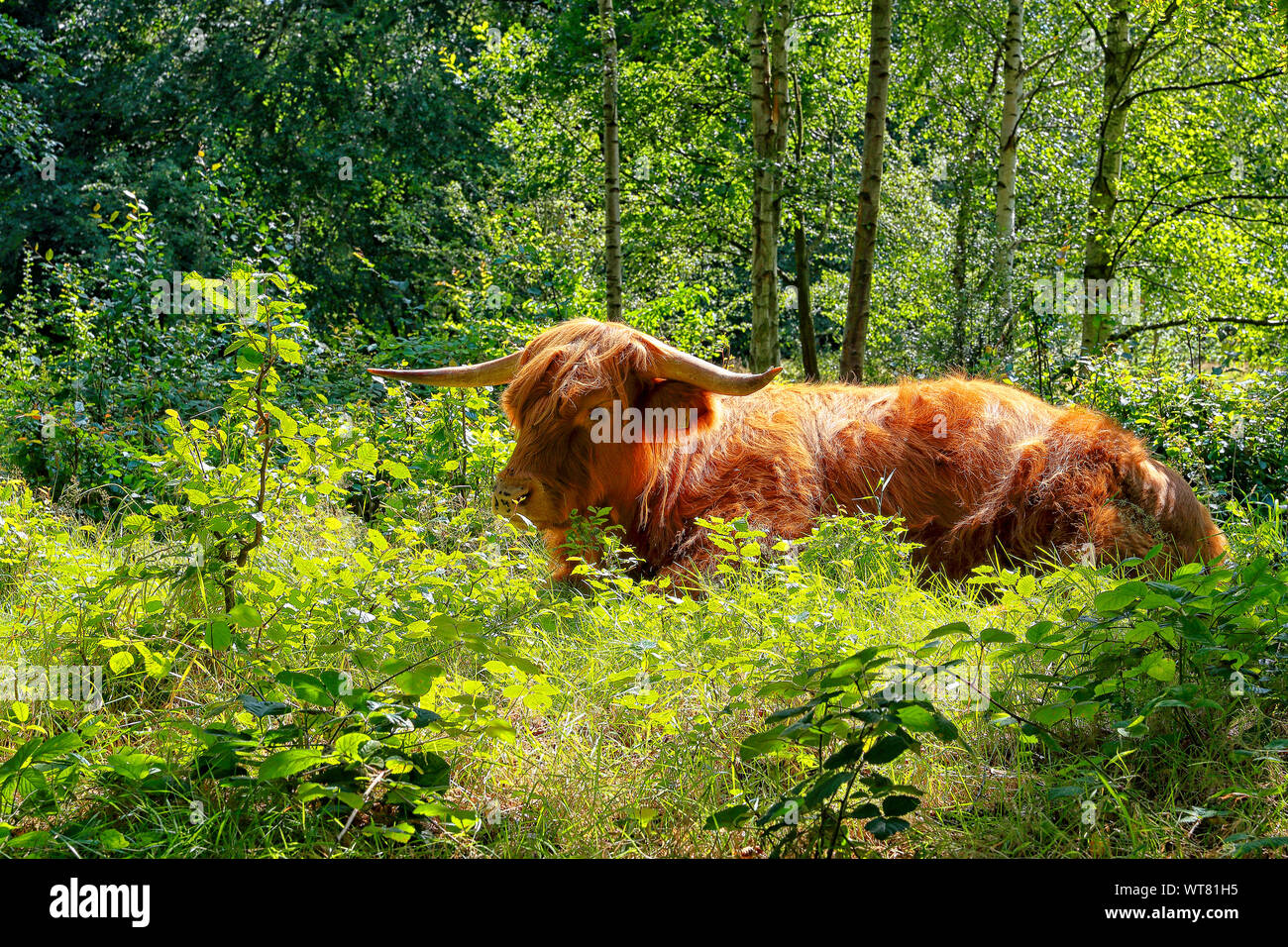 Highland cows lying down hi-res stock photography and images - Alamy