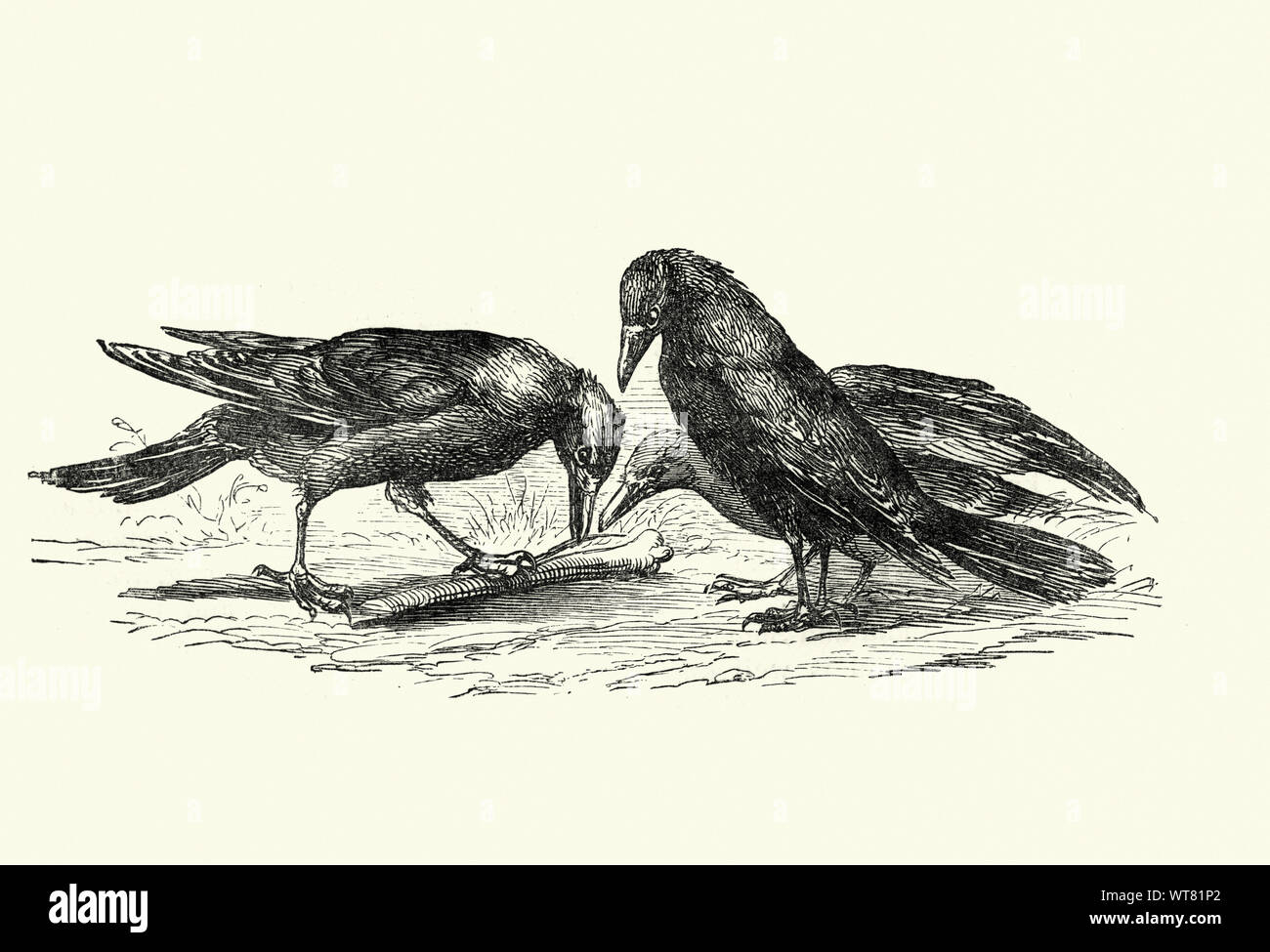 Vintage engraving of a group of crows pecking at an old bone, 19th ...