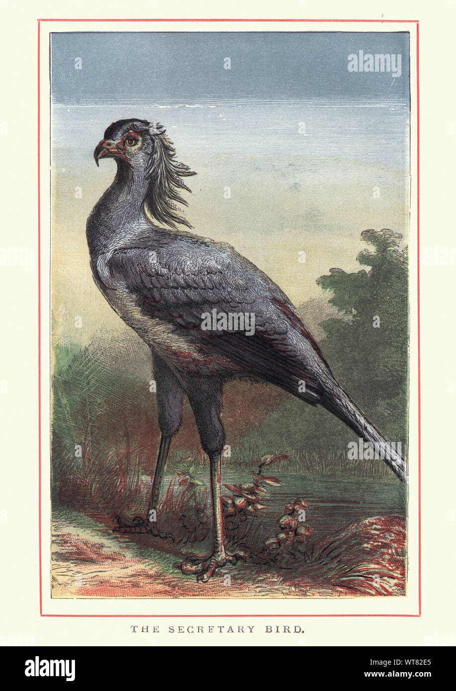 Endemic to sub saharan africa hi-res stock photography and images - Alamy