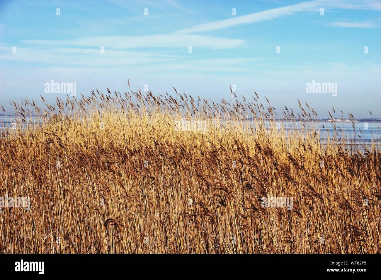 Dry Reed High Resolution Stock Photography and Images - Alamy