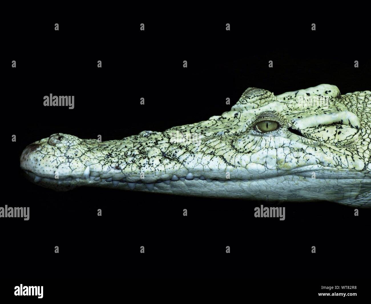 Side view of alligator hi-res stock photography and images - Alamy