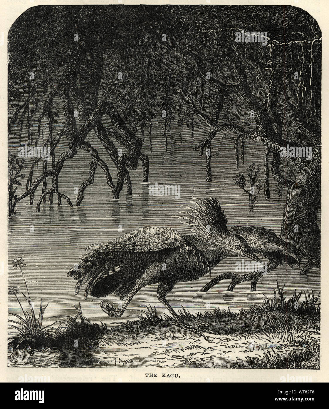 Vintage engraving of a kagu or cagou (Rhynochetos jubatus), a crested ...